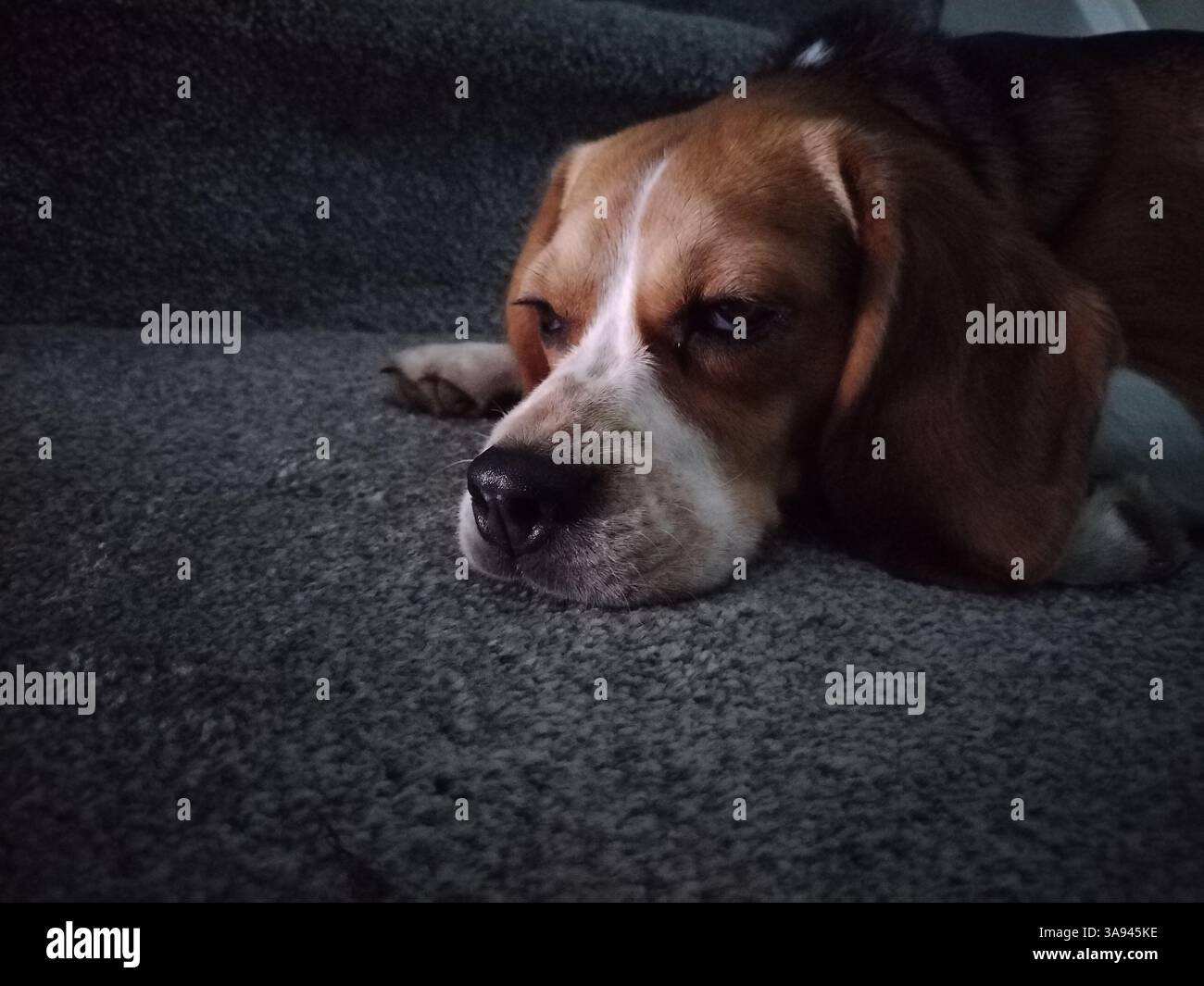 Beagle Portrait of Dog, Dog Laying Down Asleep Stock Photo - Alamy