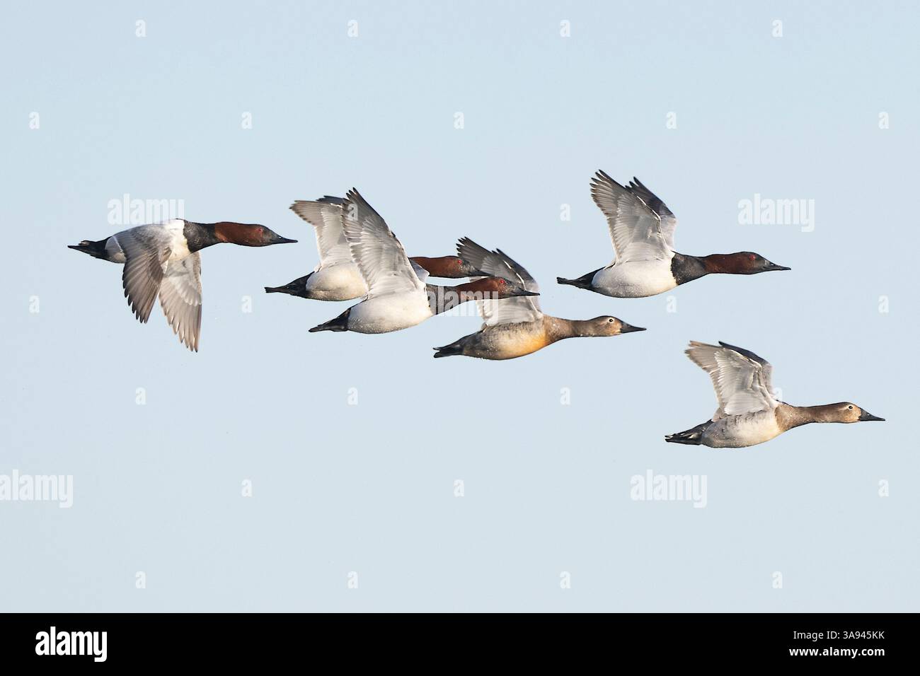 Canvasback ducks in flight over a South Dakota Wetland Stock Photo - Alamy
