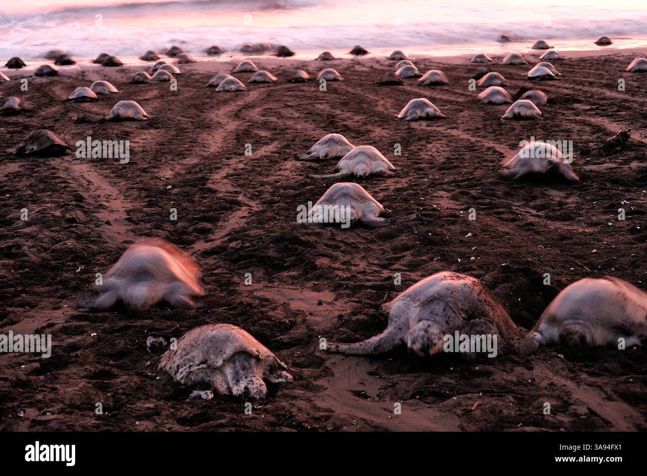 The arrival of one olive ridley sea turtle (Lepidochelys olivacea) at ...