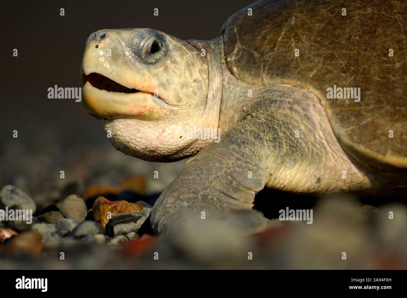 The arrival of one olive ridley sea turtle (Lepidochelys olivacea) at ...