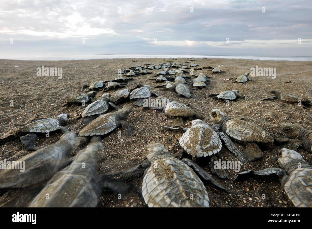 Olive ridley sea turtle hatchlings (Lepidochelys olivacea) on their way ...