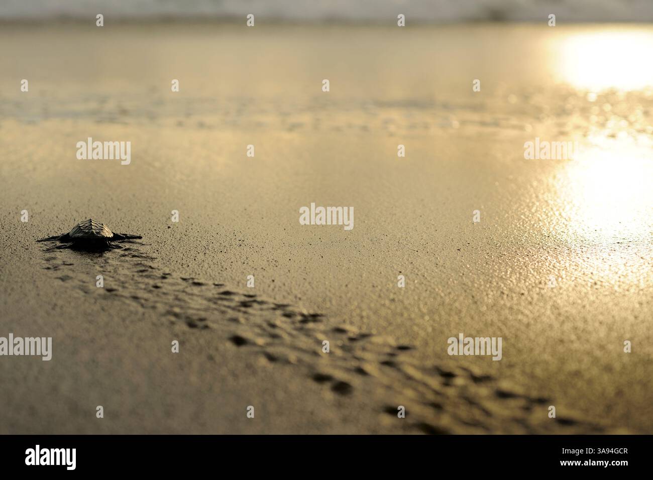 An olive ridley sea turtle hatchling (Lepidochelys olivacea) on its way ...