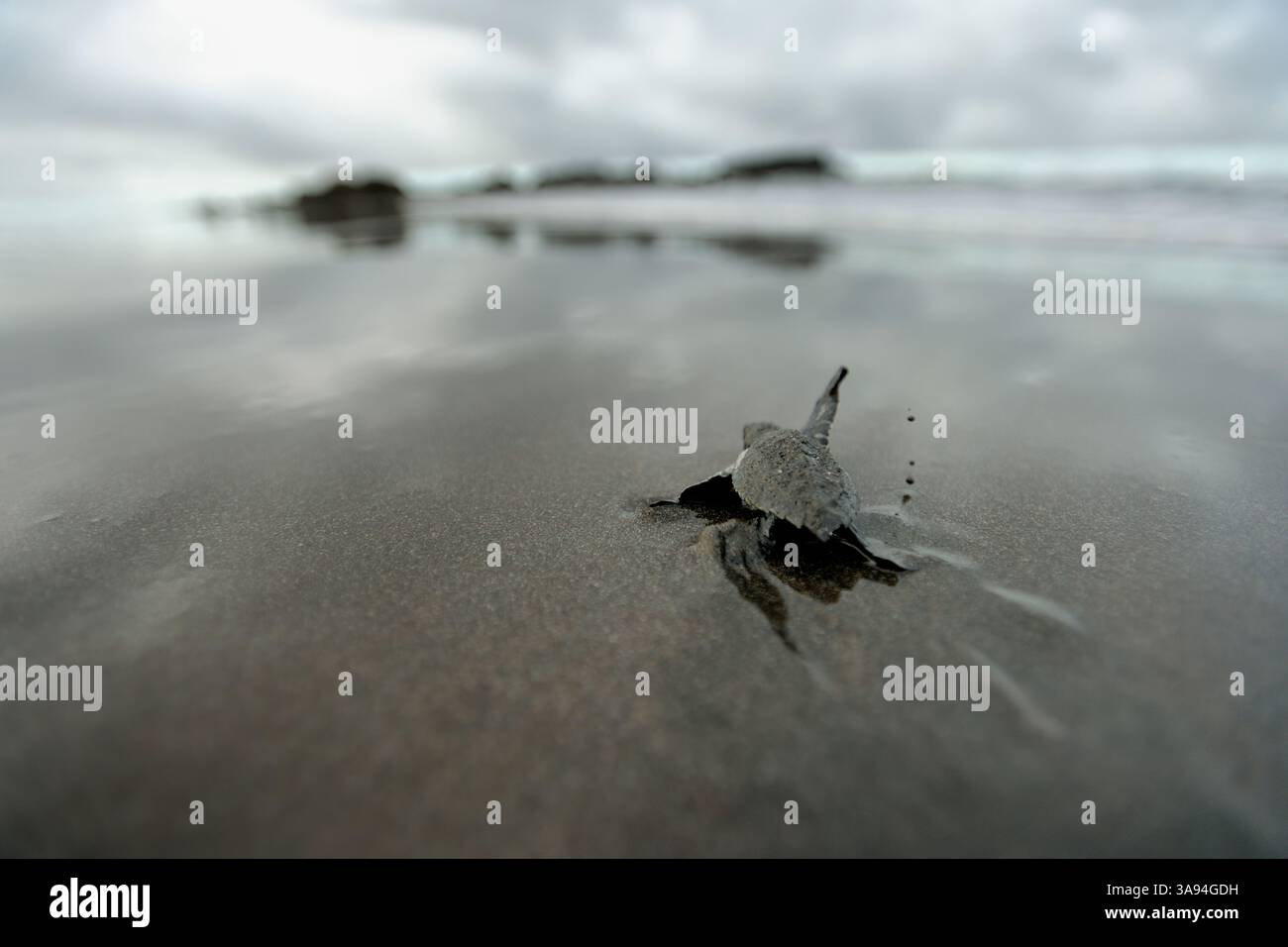 An olive ridley sea turtle hatchling (Lepidochelys olivacea) on its way ...