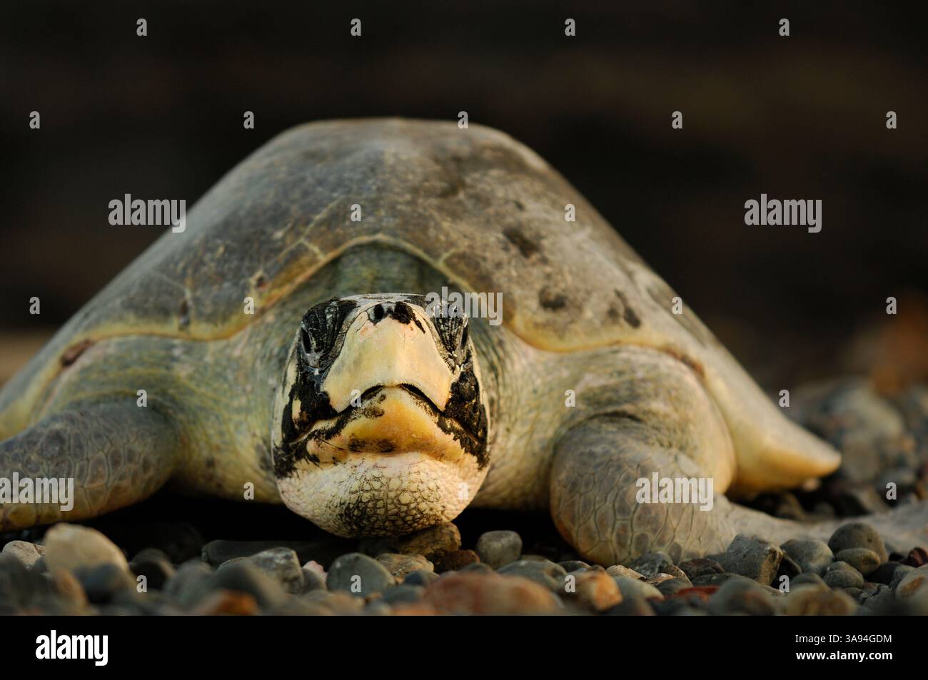 In contrast to the more flat-curved carapace of its fellow species (the ...