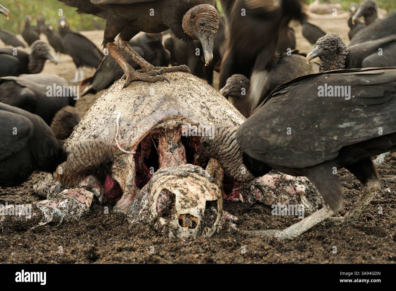 Black vultures (Coragyps atratus) are scavenging on carcass of an olive ridley sea turtle ...