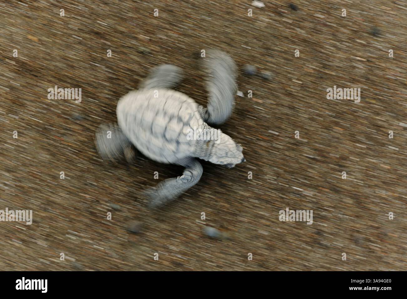 An olive ridley sea turtle hatchling (Lepidochelys olivacea) on its way ...
