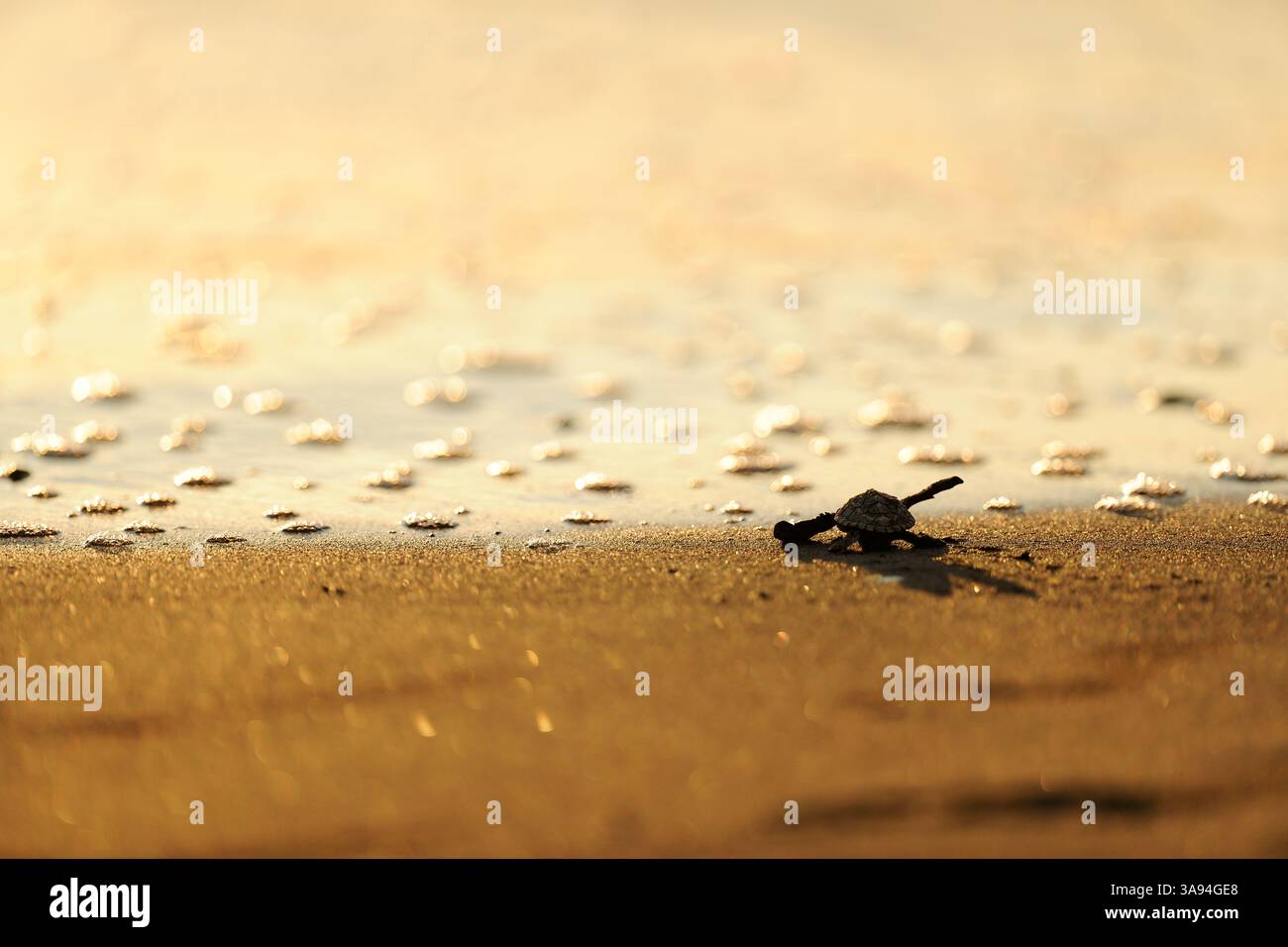 An olive ridley sea turtle hatchling (Lepidochelys olivacea) on its way ...