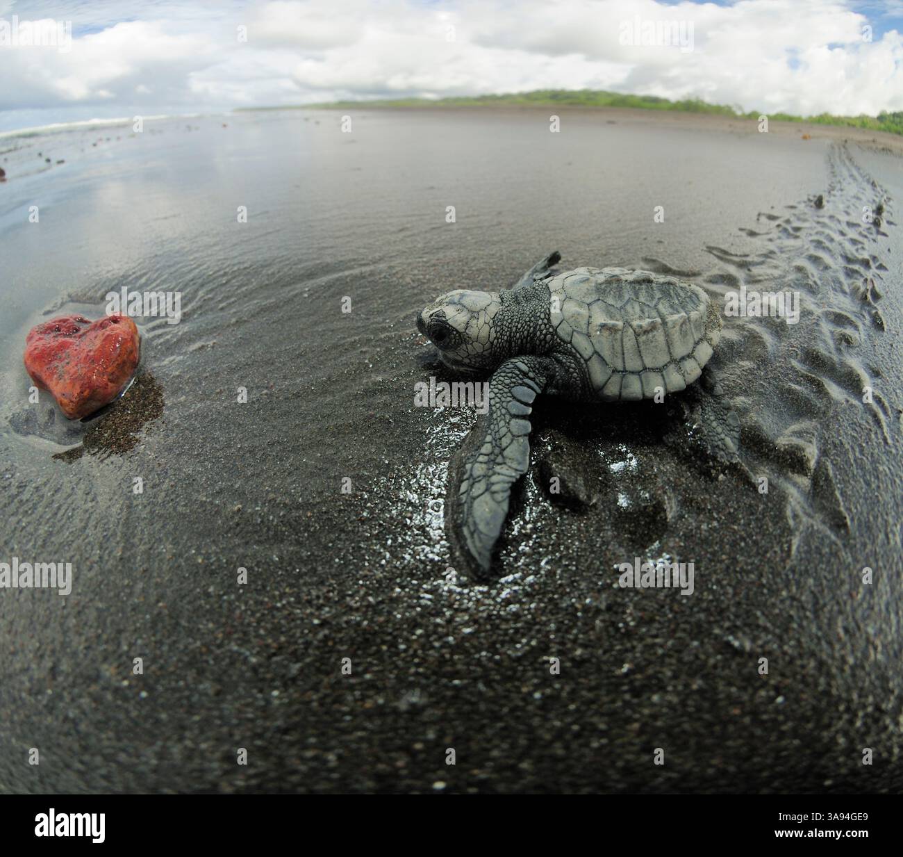 An olive ridley sea turtle hatchling (Lepidochelys olivacea) on its way ...