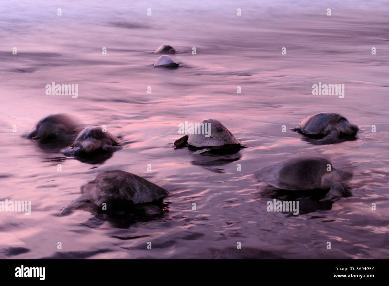 The arrival of one olive ridley sea turtle (Lepidochelys olivacea) at ...