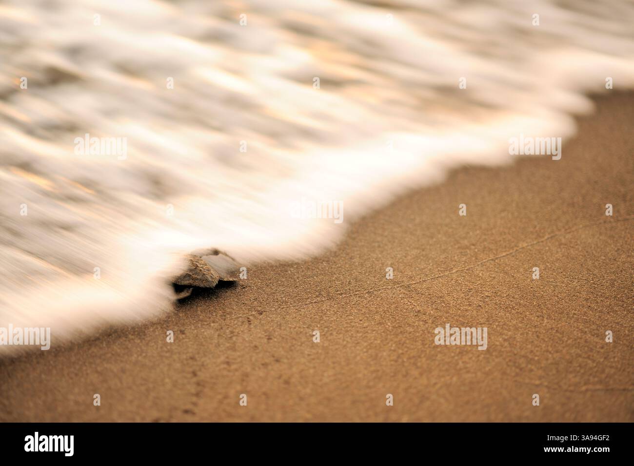An olive ridley sea turtle hatchling (Lepidochelys olivacea) on its way ...