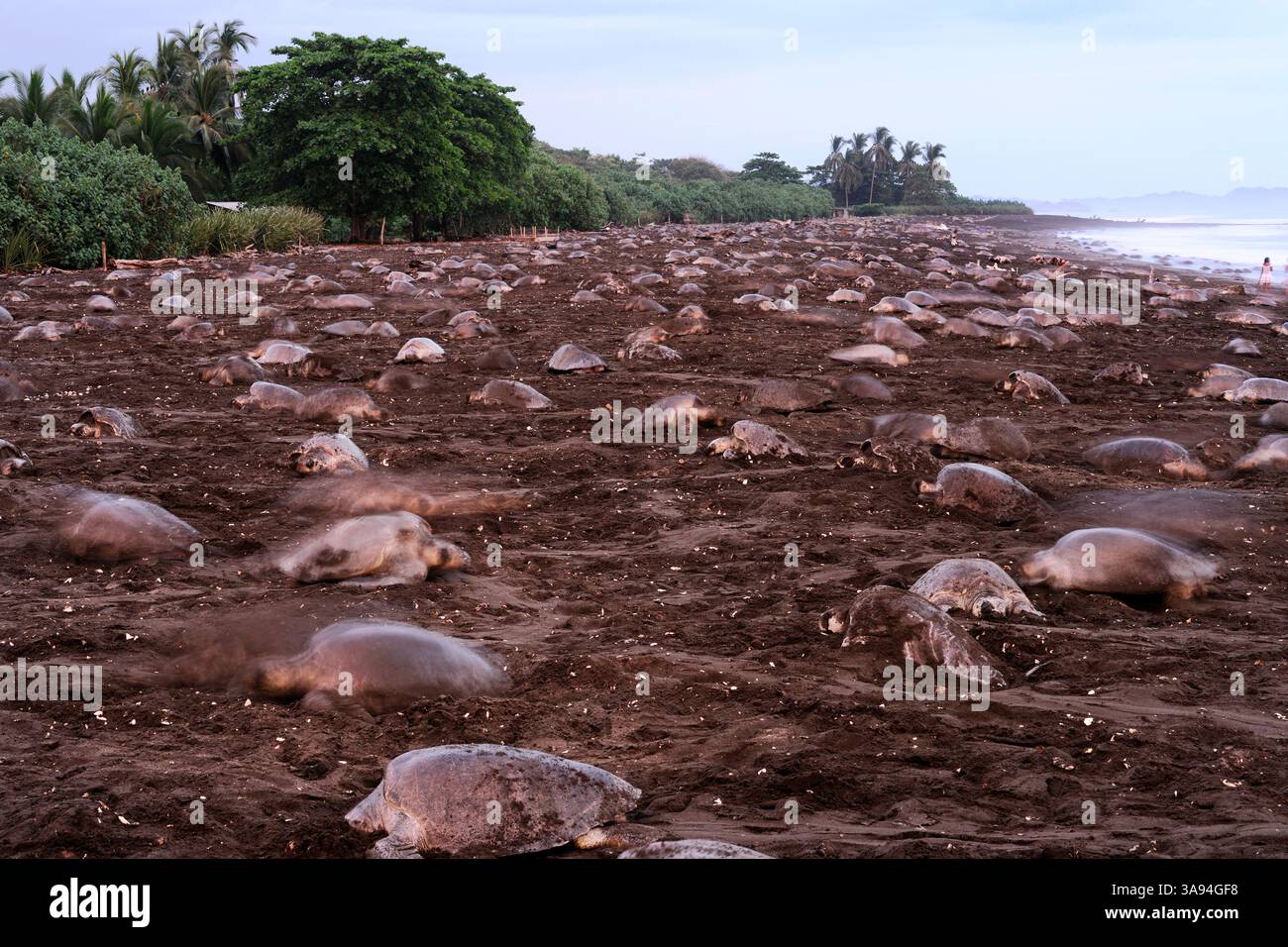 The arrival of one olive ridley sea turtle (Lepidochelys olivacea) at ...