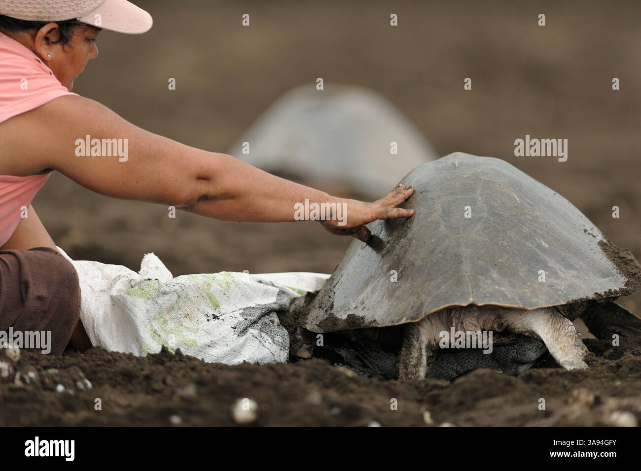 The community of Ostional, Pacific coast of Costa Rica, runs a project ...