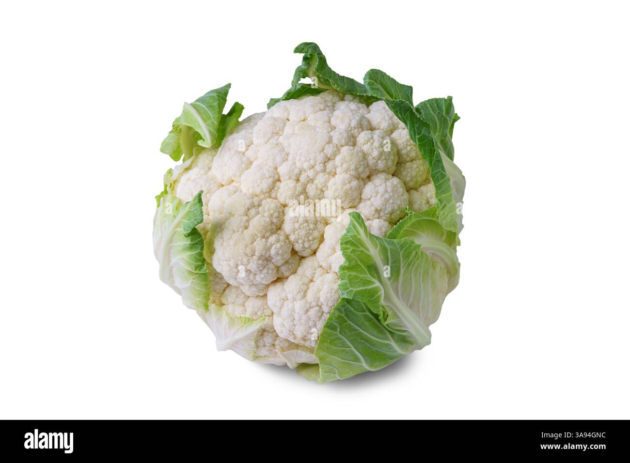 Whole head of organinc fresh raw cauliflower with green leaves close up ...