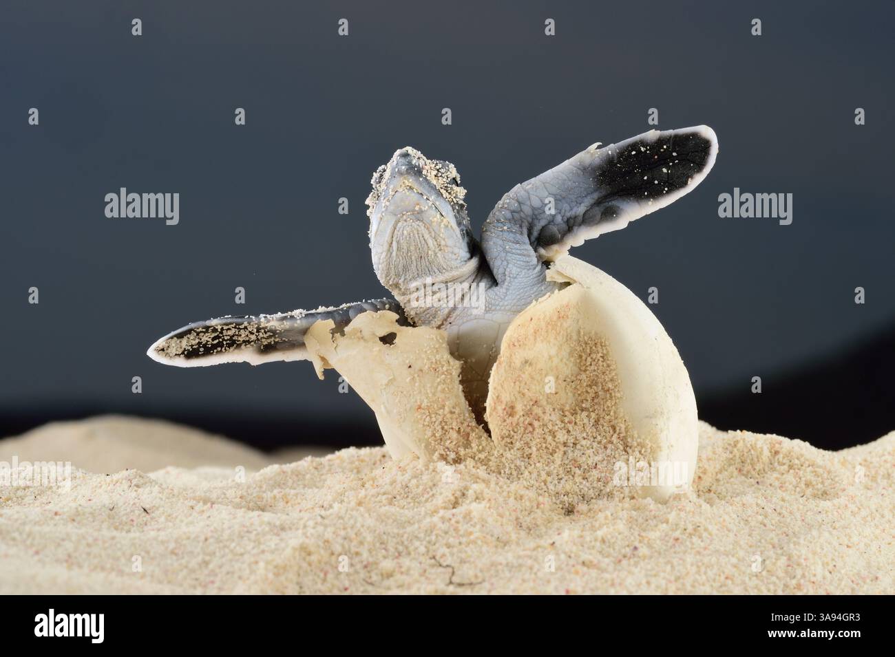The hatchlings of the Green sea turtle (Chelonia mydas) struggle hard ...