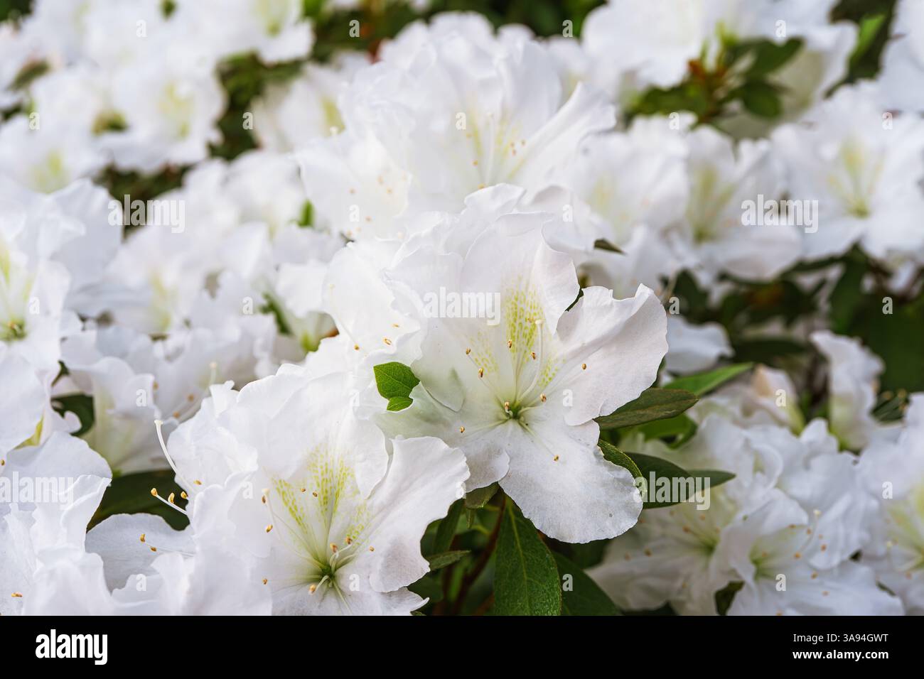 Blooming white japan Azalea Ericaceae bush in full bloom, rhododendron ...