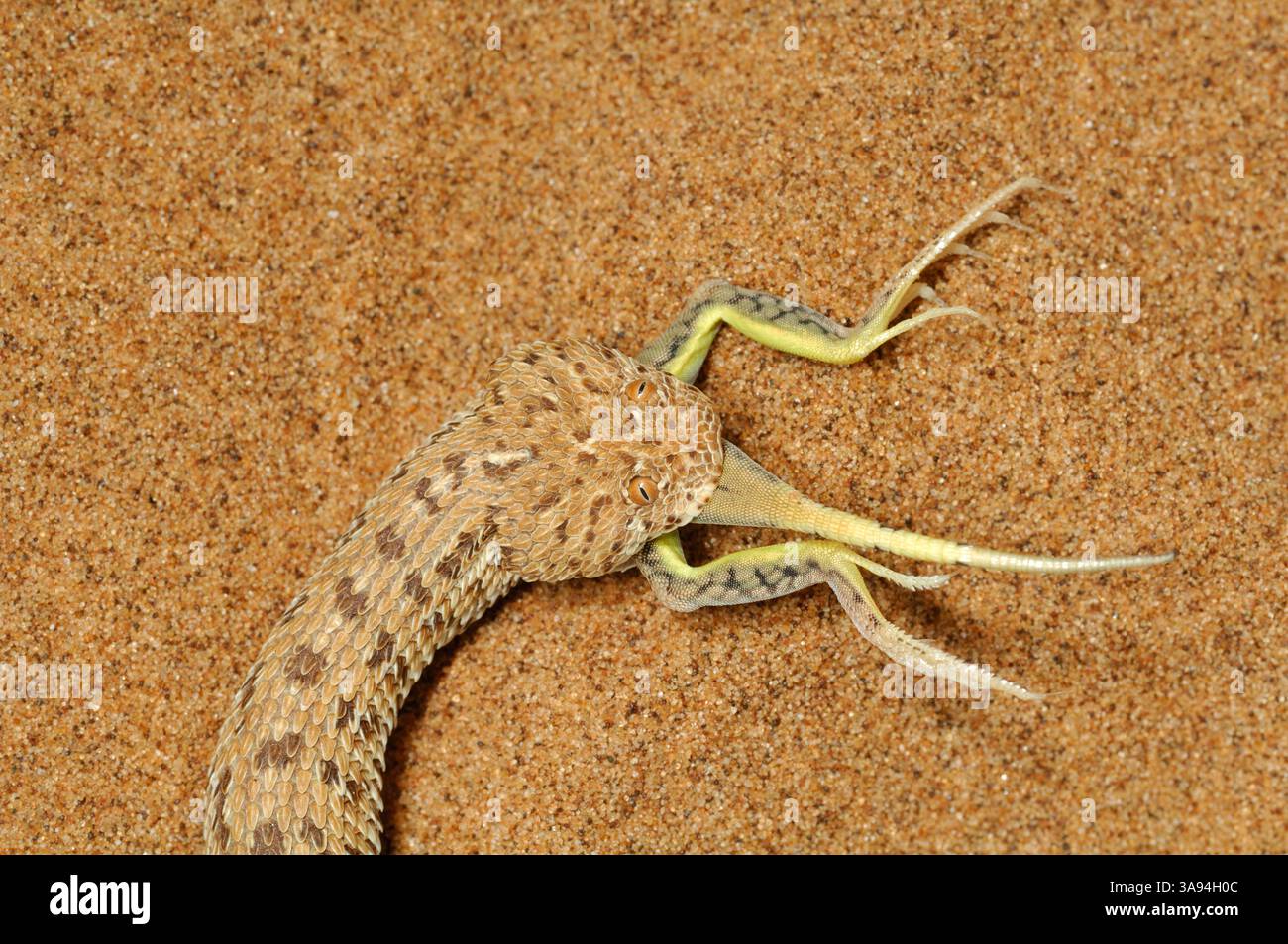 Tiere zu jagen hi-res stock photography and images - Alamy