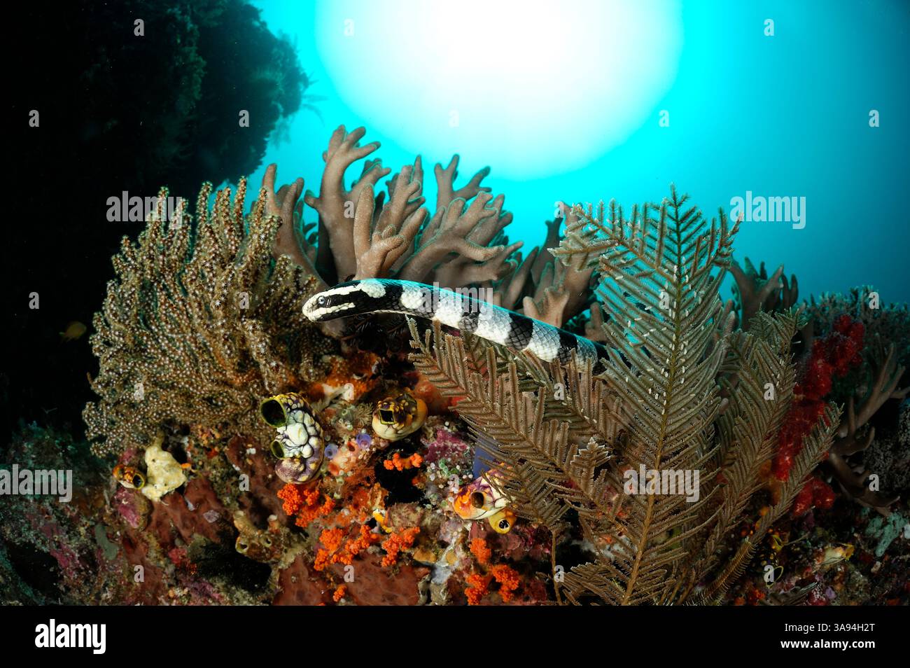 Belcher's sea snake (Hydrophis belcheri) Raja Ampat, West Papua ...