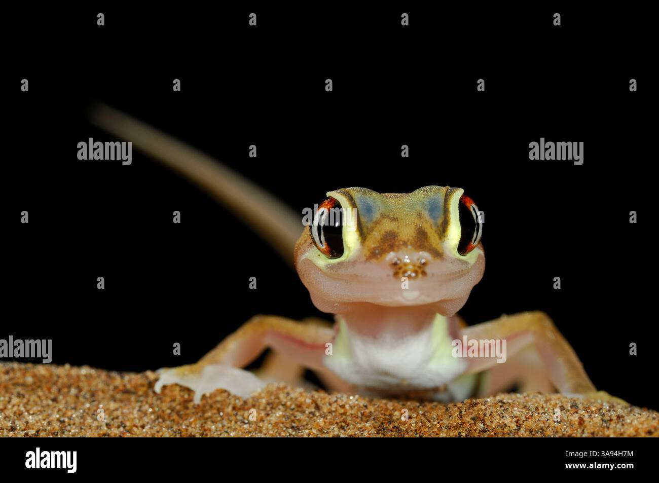 Wuestengecko (Palmatogecko rangei) auf Sand Duene in der Namib Wueste ...
