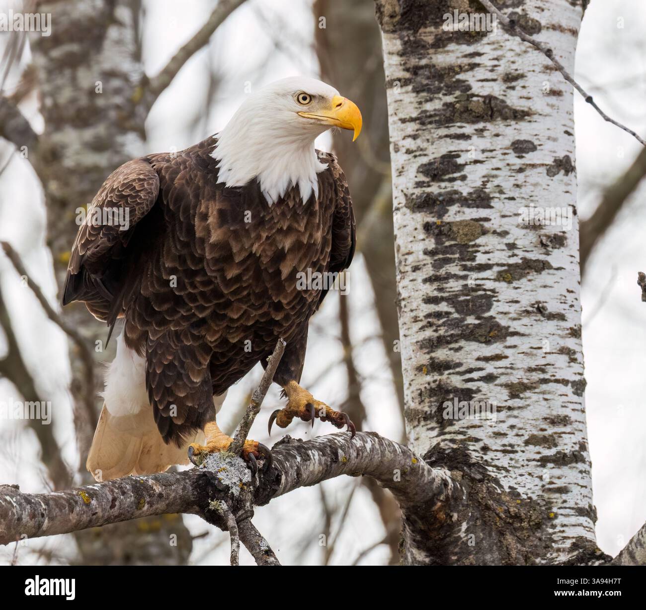 Bald eagle on a March morning in northern Wisconsin Stock Photo - Alamy