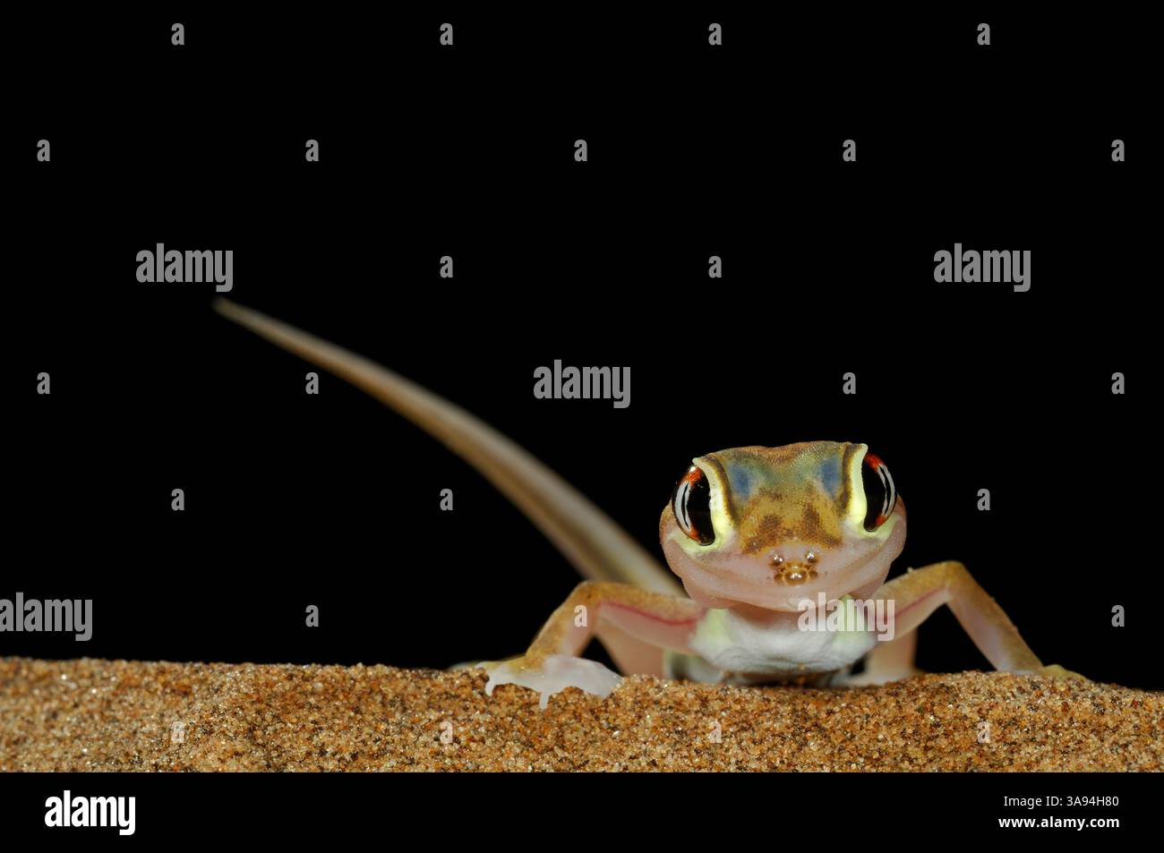 Wuestengecko (Palmatogecko rangei) auf Sand Duene in der Namib Wueste ...