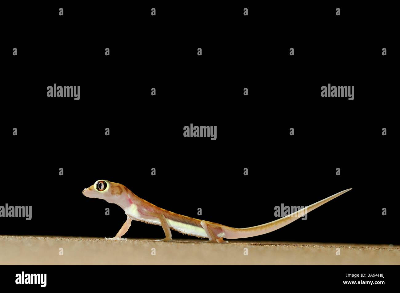 Web-footed gecko (Palmatogecko rangei) emerges at night to hunt insects ...