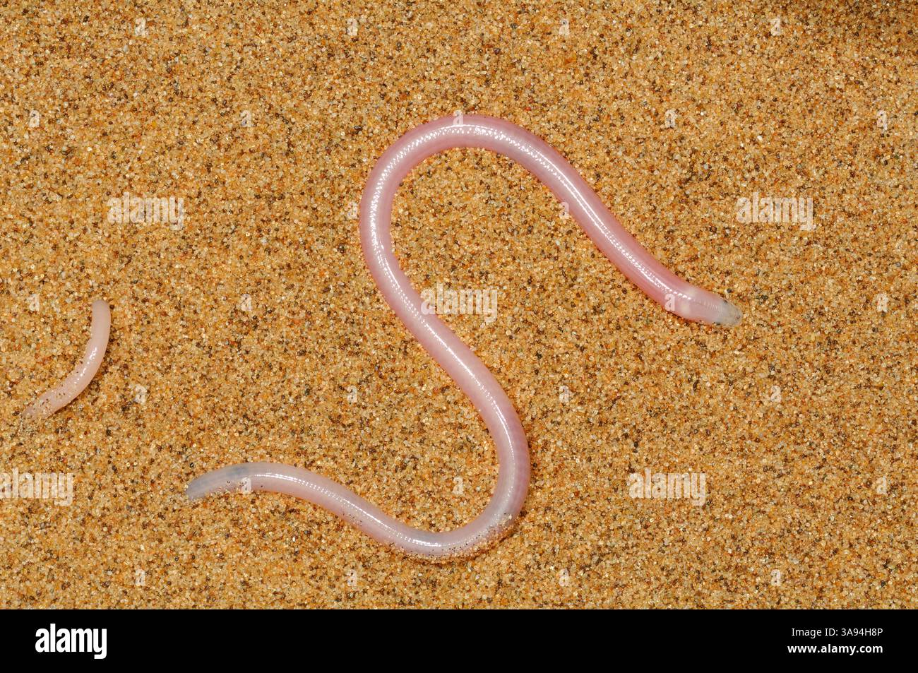 The legless skink Typhlosaurus braini moves hidden beneath the sand in ...