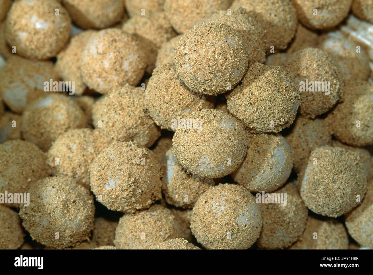 Hawksbill sea turtle (Eretmochelys imbricata) eggs carefully collected ...