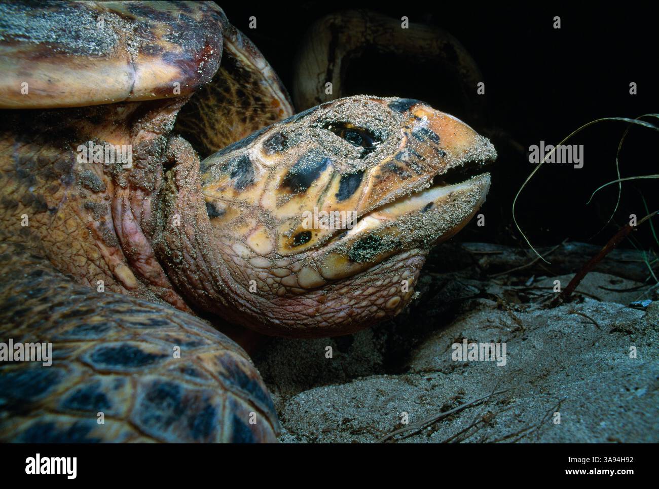 Hawksbill sea turtle (Eretmochelys imbricata Stock Photo - Alamy