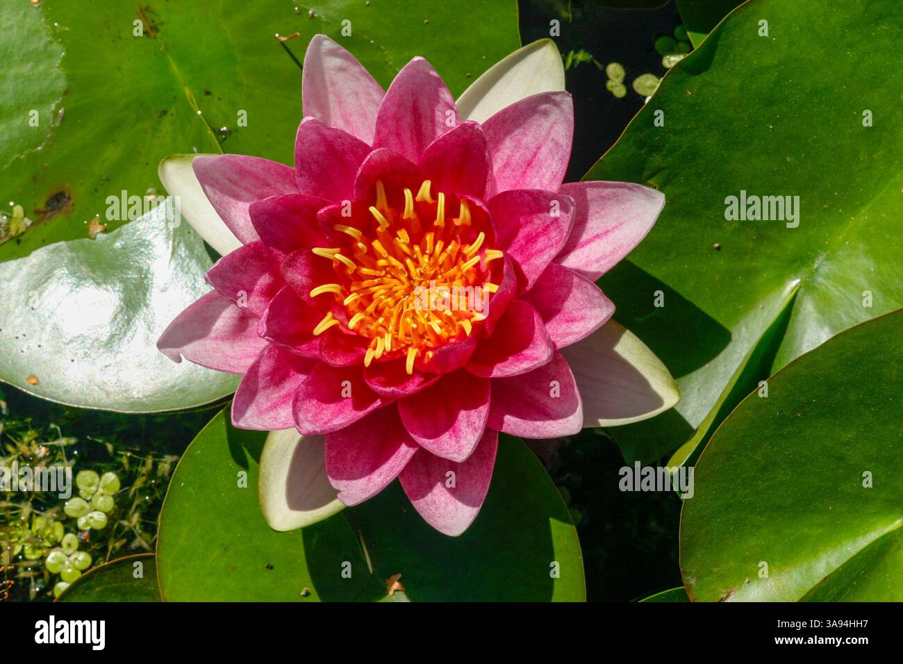 Red Pygmy, Water-lily, Nymphaea tetragona, floating on a pond at ...