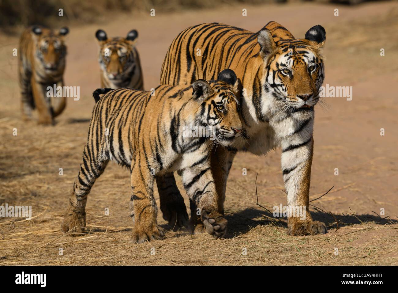 P-141 bengal tiger and 3 of her cubs walking in the open, Panna Tiger ...