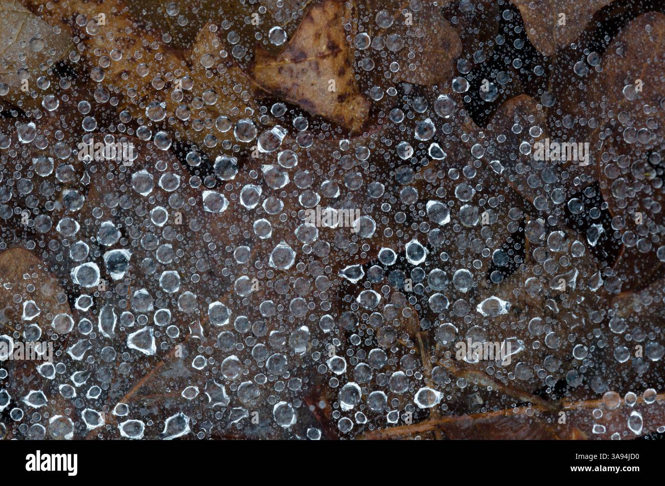 Funnel Web, Family Agelenidae, after rain Stock Photo - Alamy