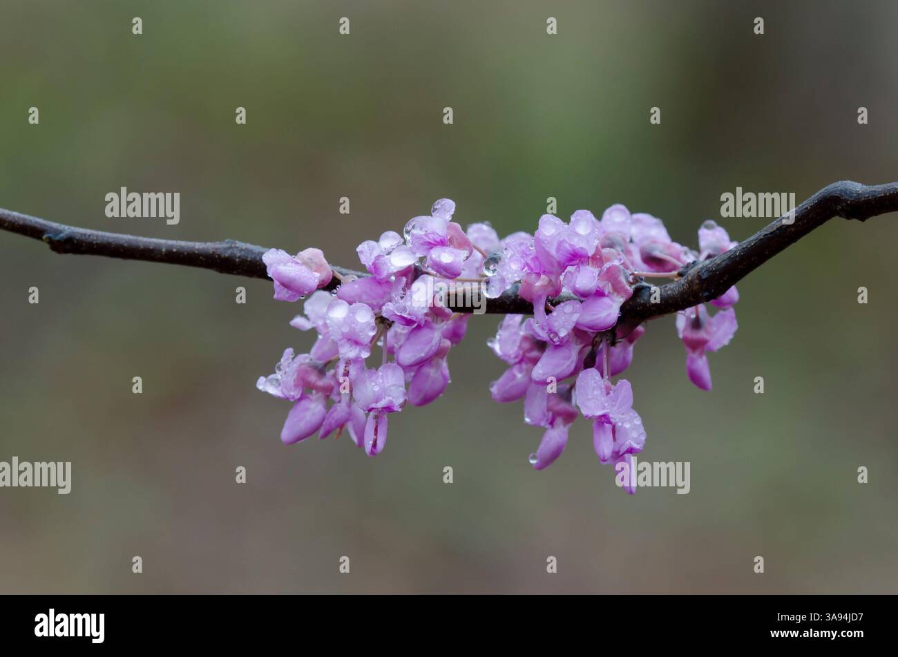 Eastern Redbud, Cercis canadensis, blossoms after rain Stock Photo - Alamy