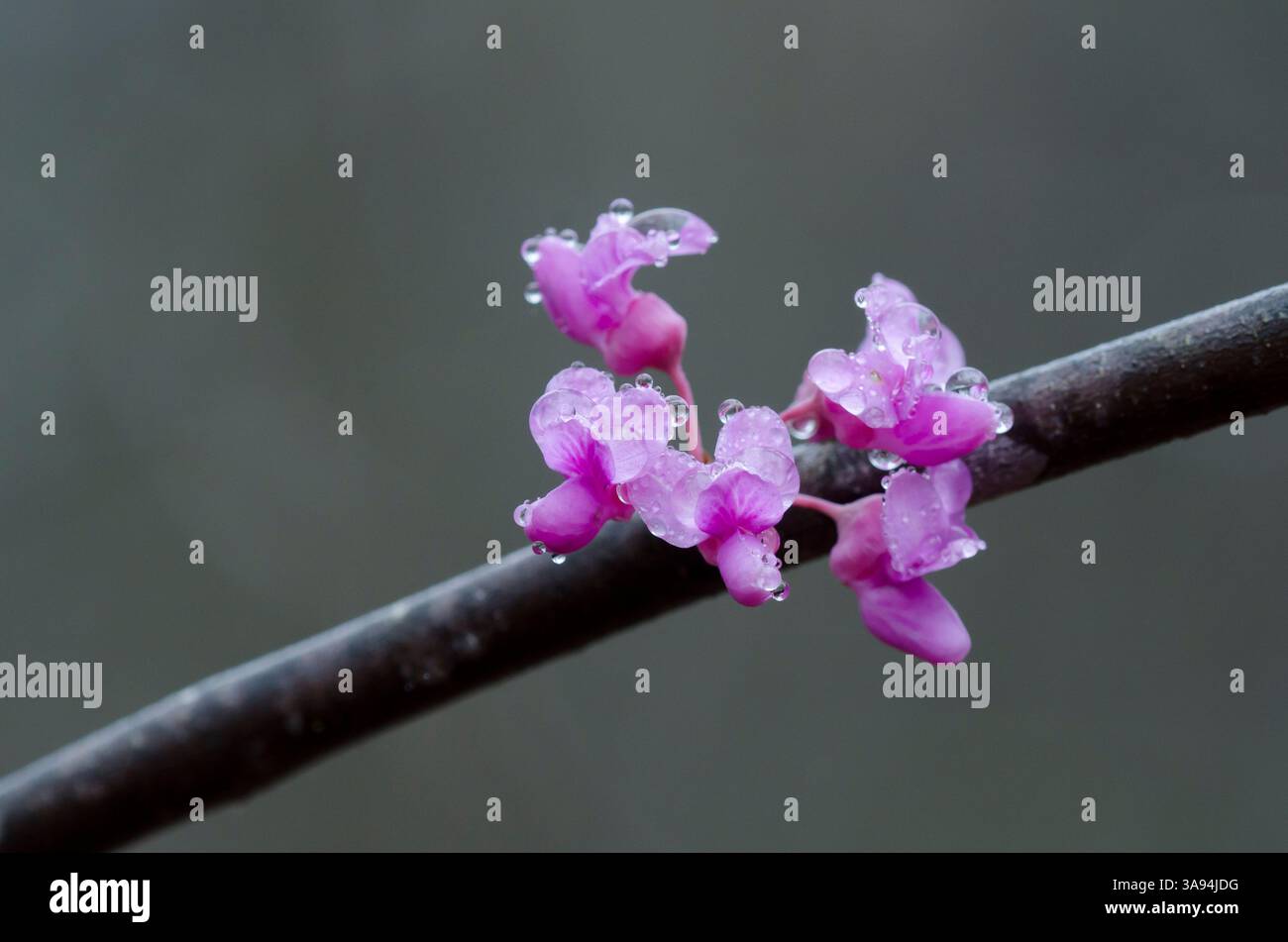 Eastern Redbud, Cercis canadensis, blossoms after rain Stock Photo - Alamy