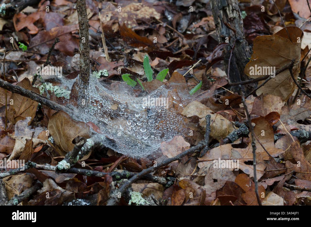 Funnel Web, Family Agelenidae, after rain Stock Photo - Alamy