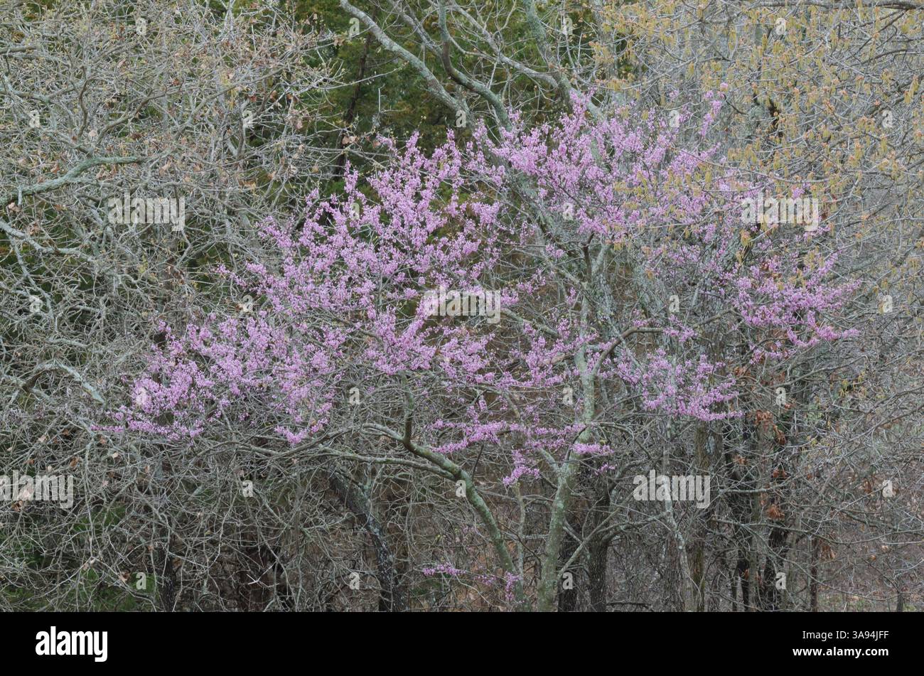 Eastern Redbud, Cercis canadensis, blooming in spring woods Stock Photo - Alamy