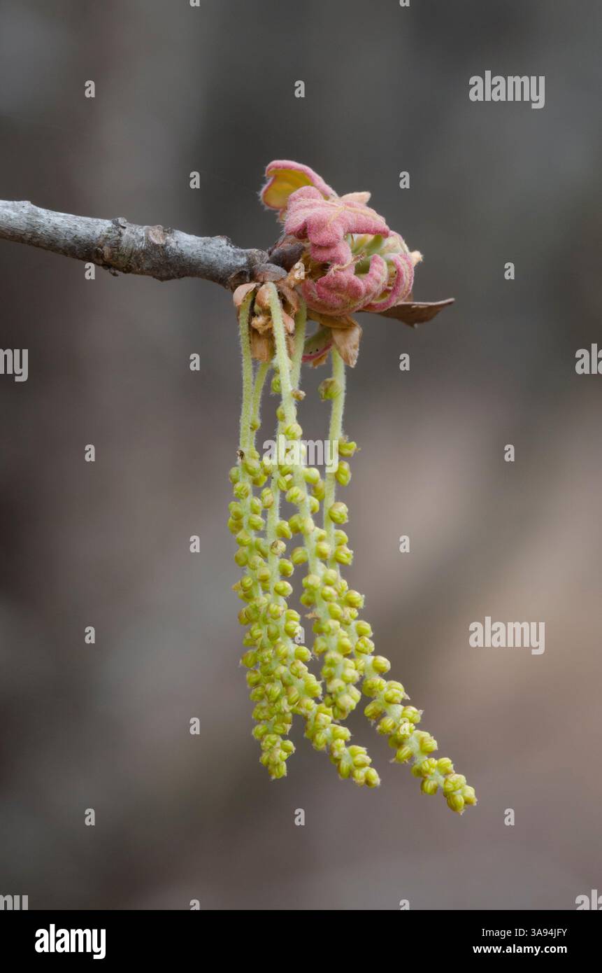 Blackjack Oak, Quercus marilandica, leaves and catkins opening in ...