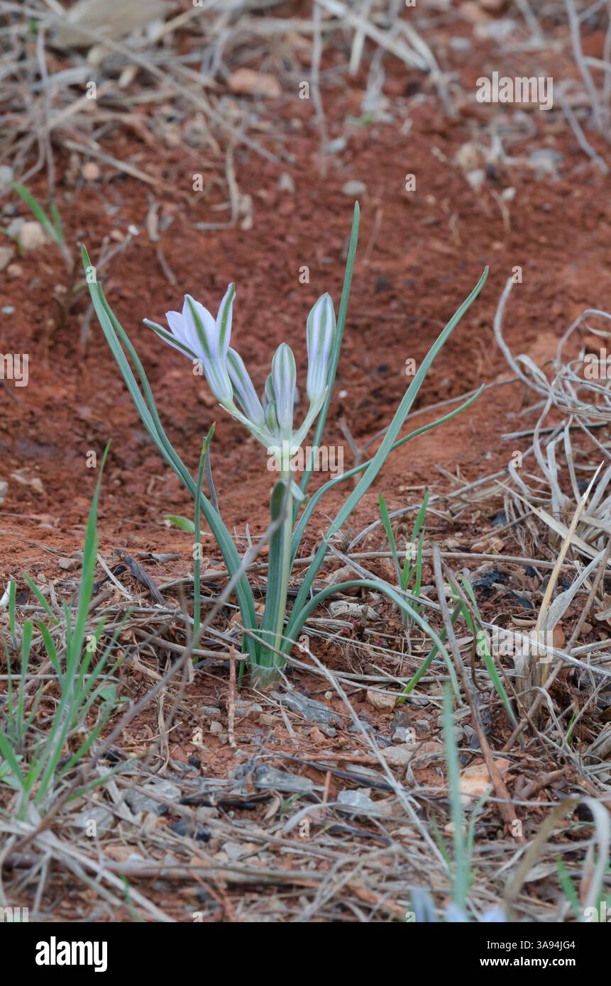Blue Funnel-lily, Androstephium coeruleum Stock Photo - Alamy