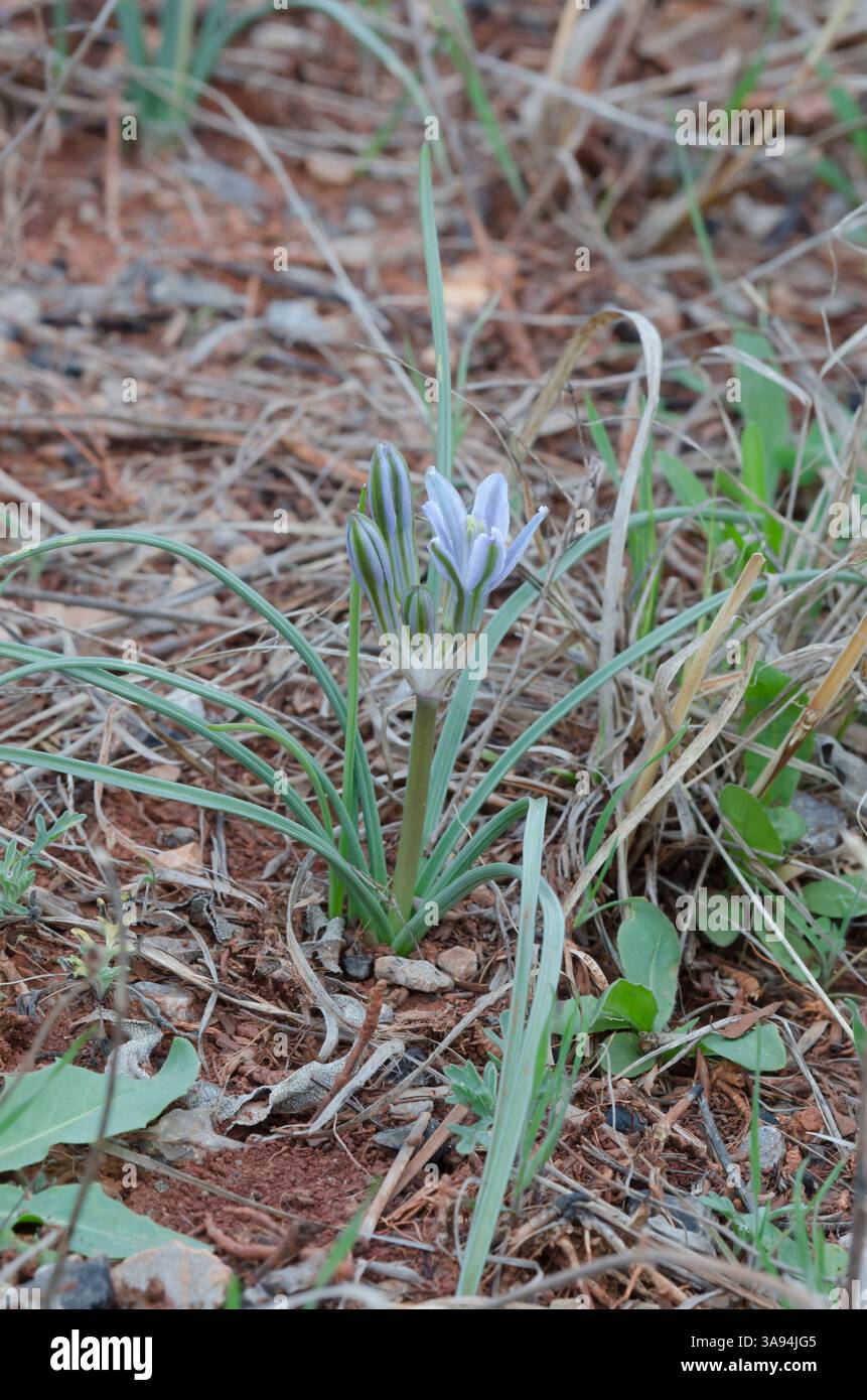 Blue Funnel-lily, Androstephium coeruleum Stock Photo - Alamy