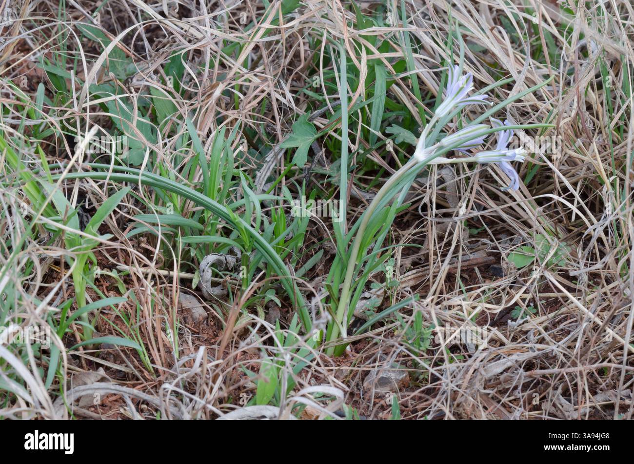 Blue Funnel-lily, Androstephium coeruleum Stock Photo - Alamy
