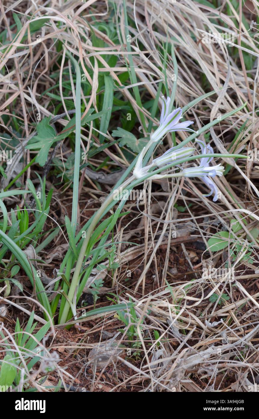 Blue Funnel-lily, Androstephium coeruleum Stock Photo - Alamy