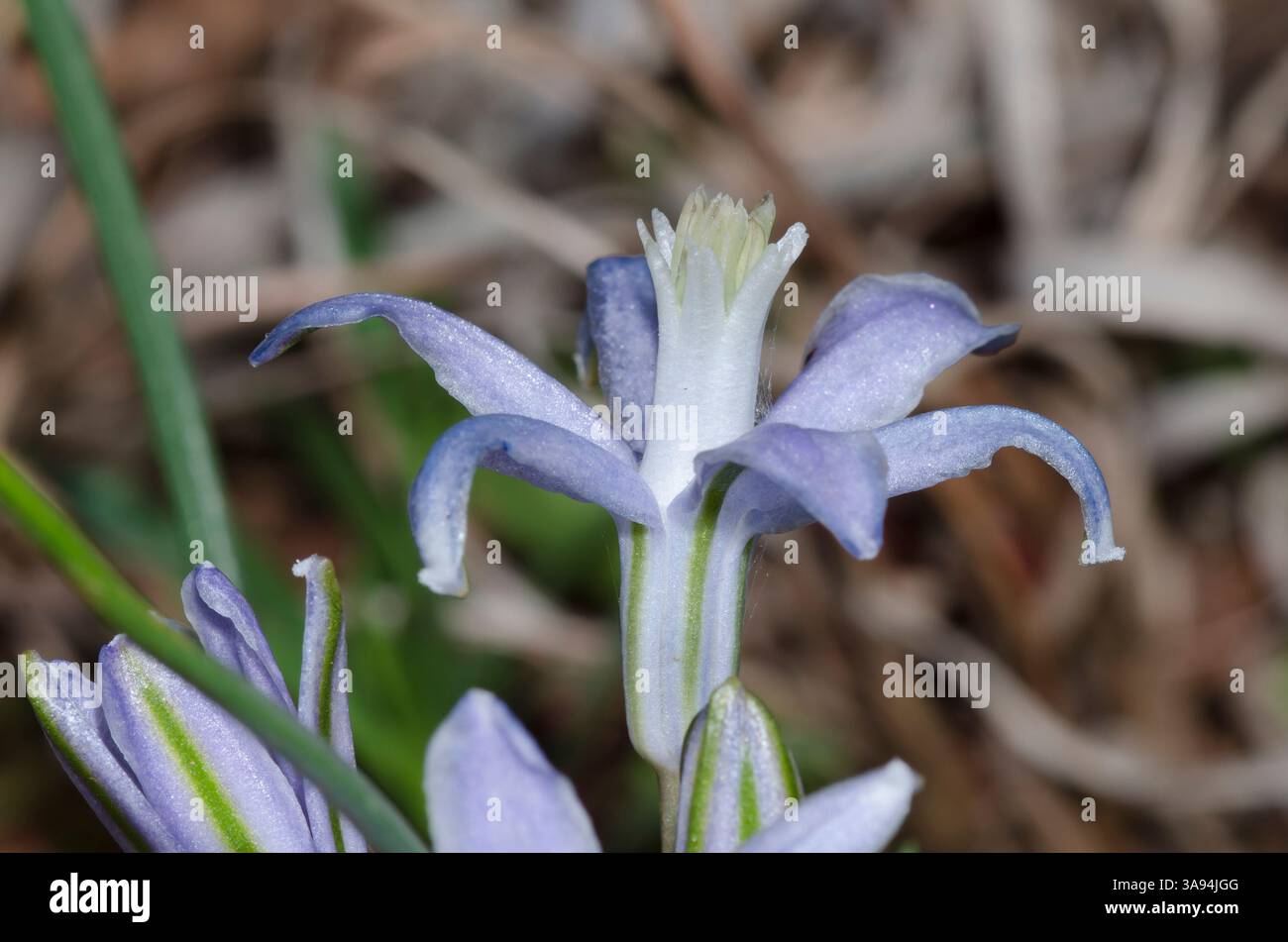 Blue Funnel-lily, Androstephium coeruleum Stock Photo - Alamy