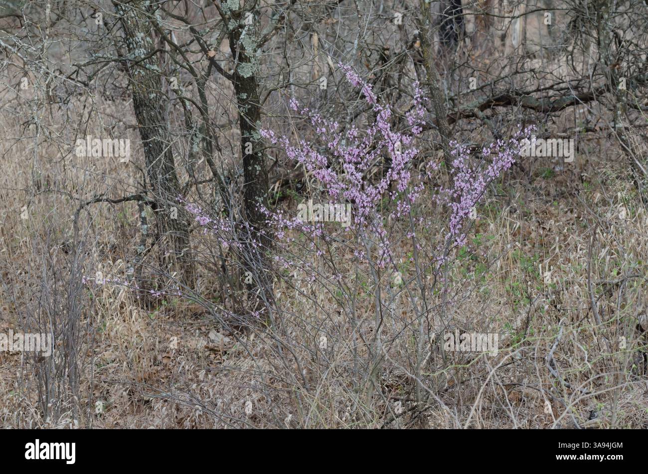 Eastern Redbud, Cercis canadensis, blooming in spring woods Stock Photo - Alamy