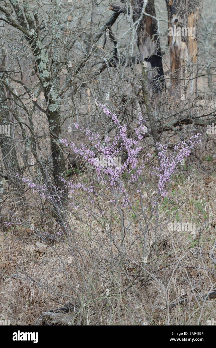 Eastern Redbud, Cercis canadensis, blooming in spring woods Stock Photo - Alamy