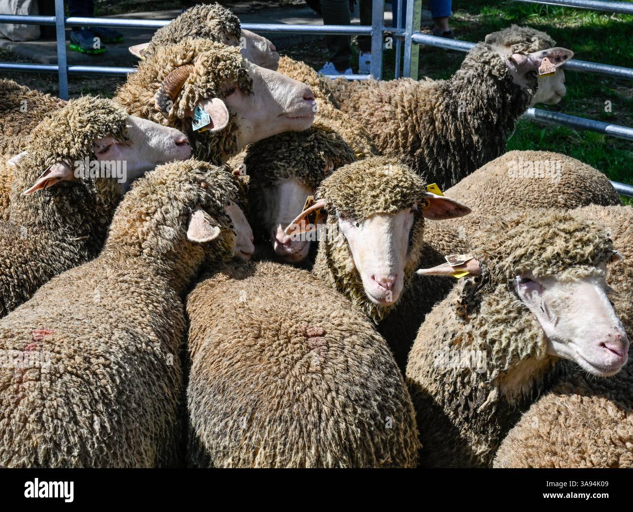 The "Fête de l'Agneau" (Lamb Festival) in Sisteron, France, is an ...