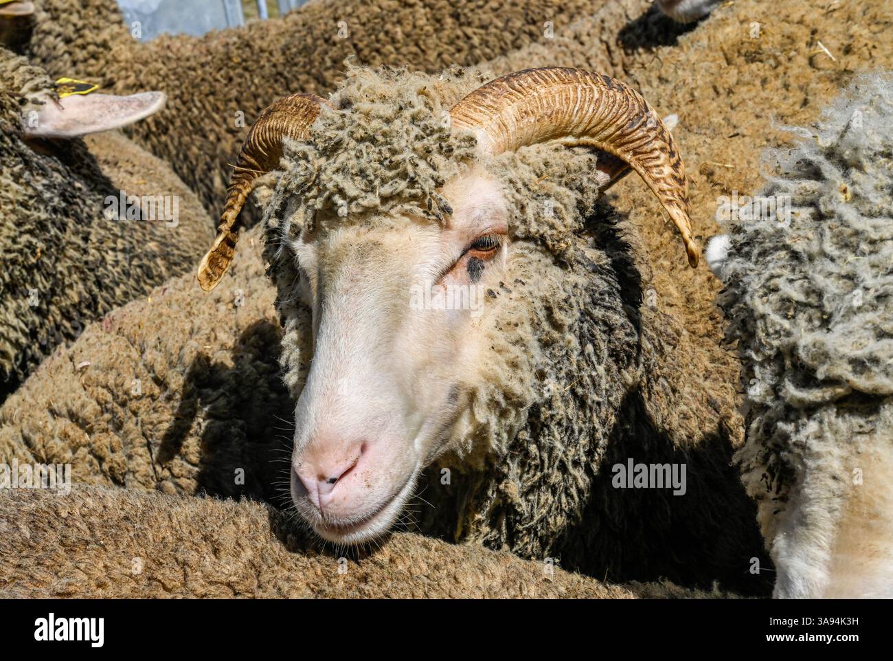The "Fête de l'Agneau" (Lamb Festival) in Sisteron, France, is an ...