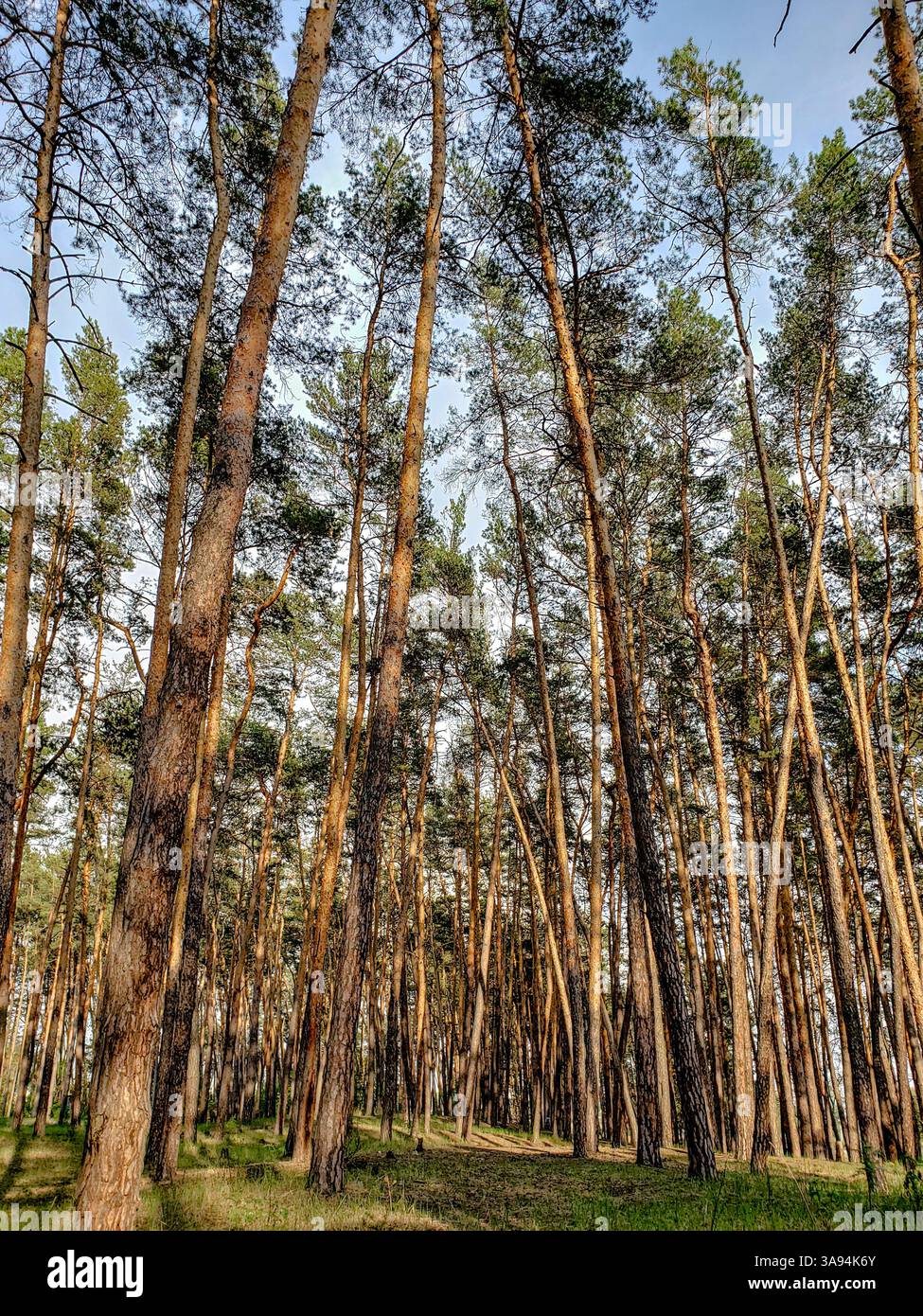 Vertical view of tall pine trees in a forest with sunlight and blue sky, peaceful natural ...