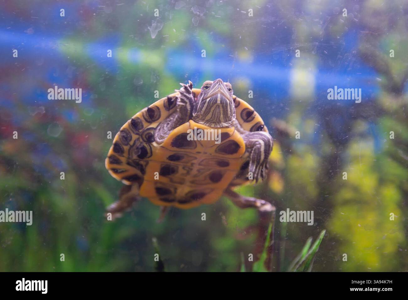 A small turtle floats in a home aquarium. Animals Stock Photo - Alamy
