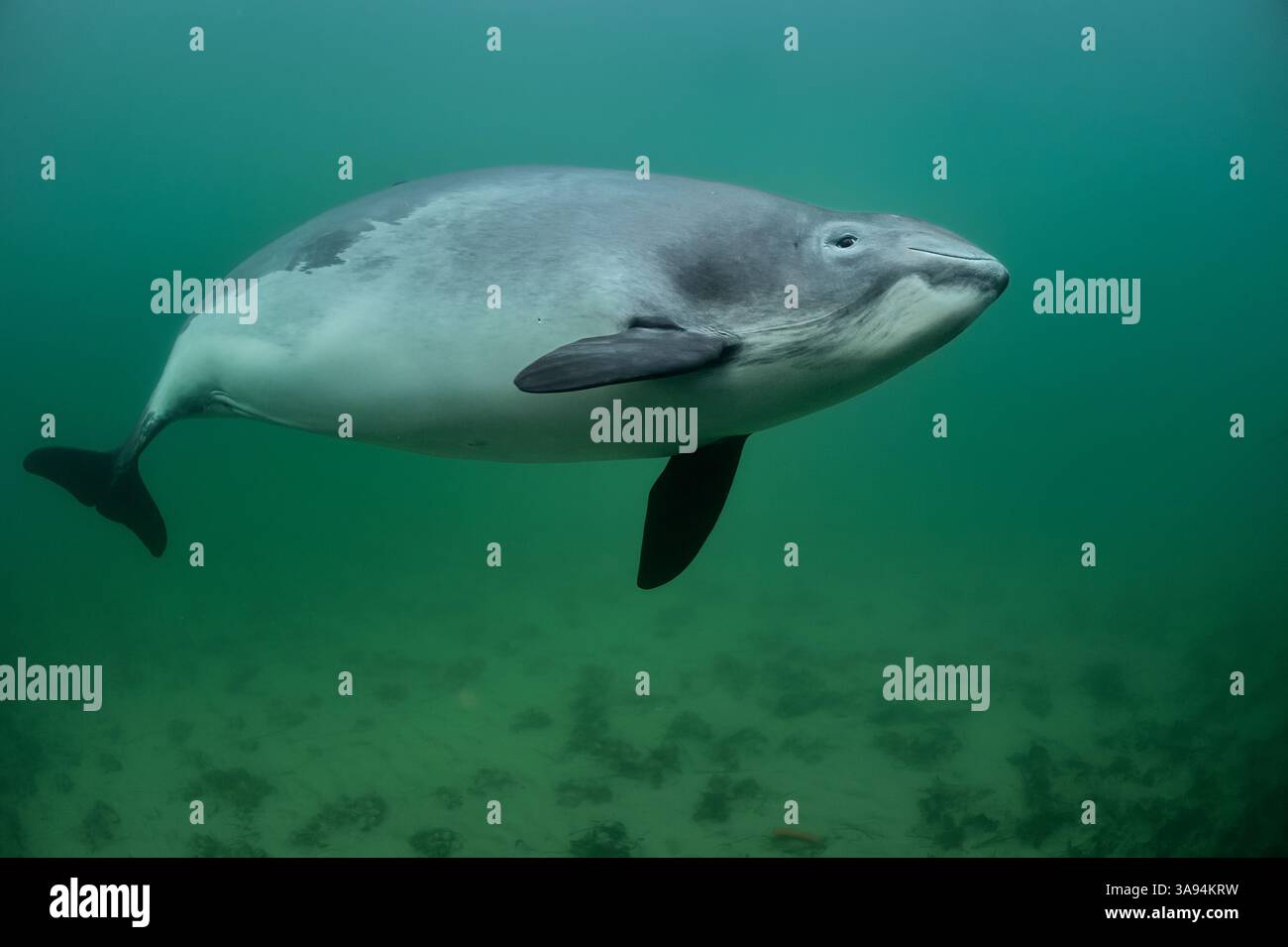 Nordsee delfin hi-res stock photography and images - Alamy