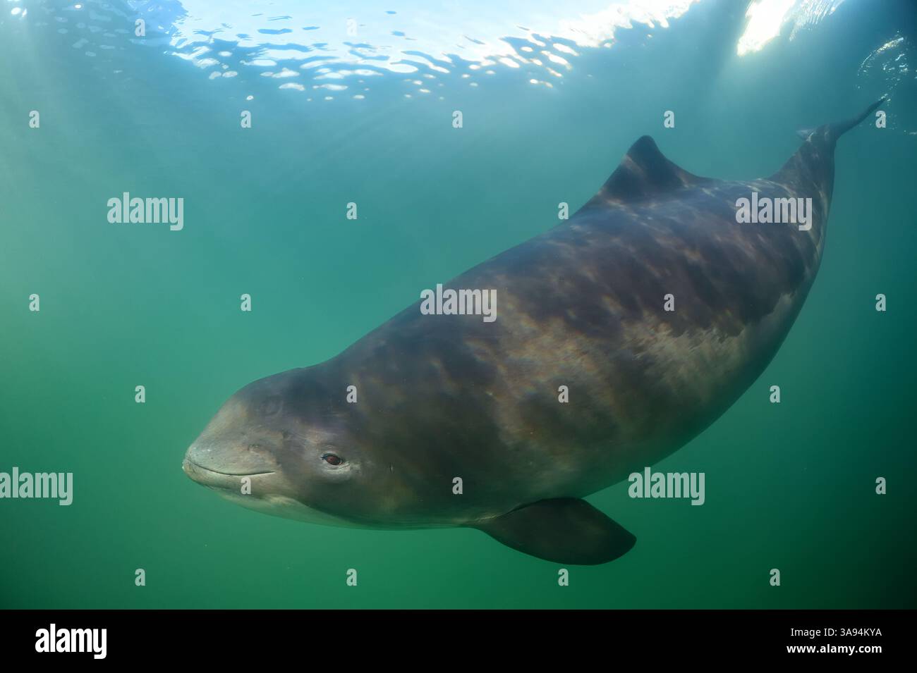 The harbour porpoise (Phocoena phocoena) is our smallest native ...