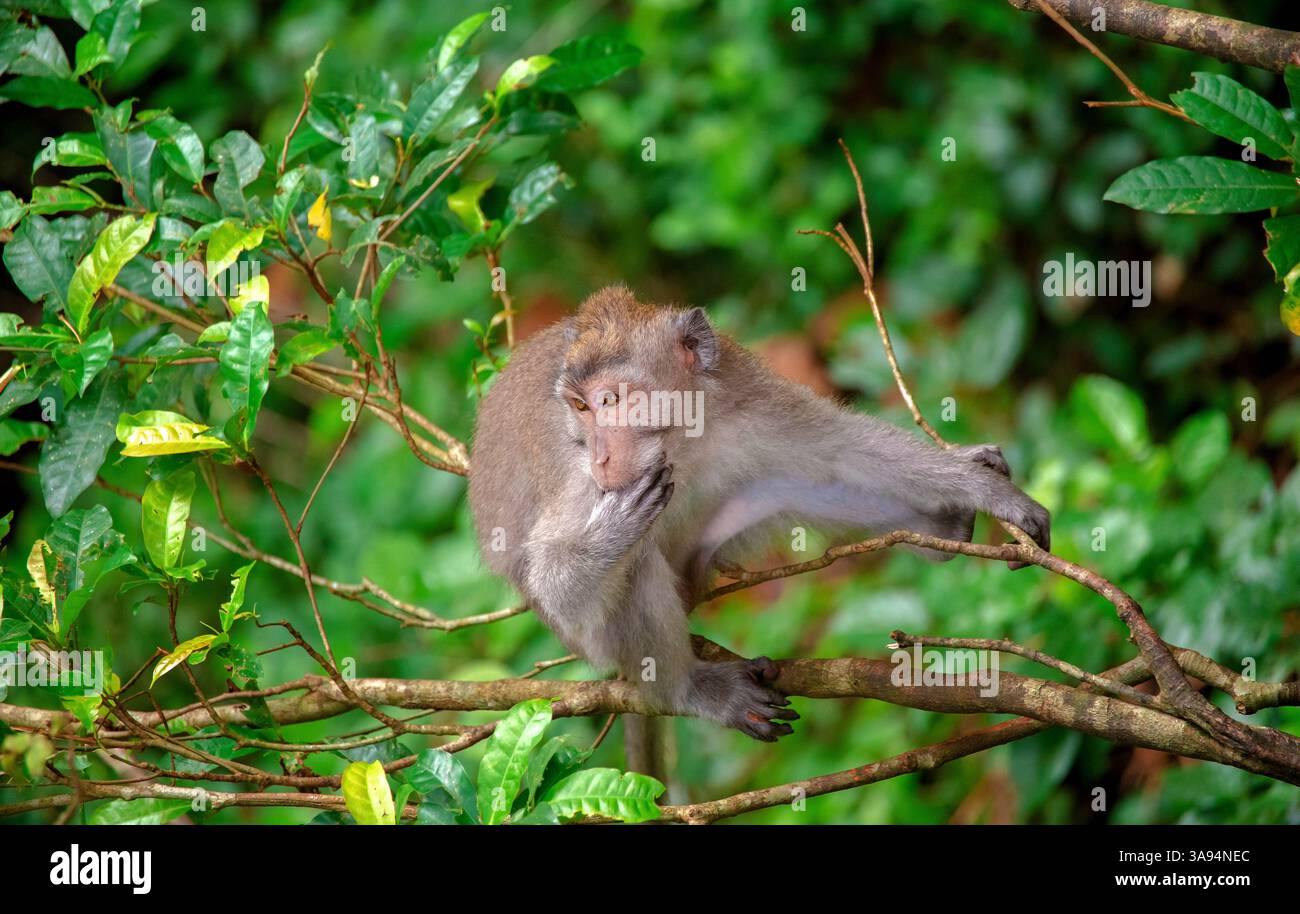 Monkeys explore interact in natural hi-res stock photography and images ...